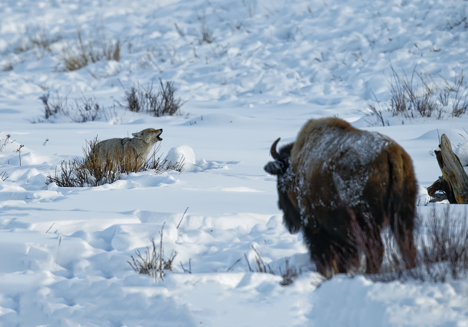 National Parks Wildlife - The Trail Posse