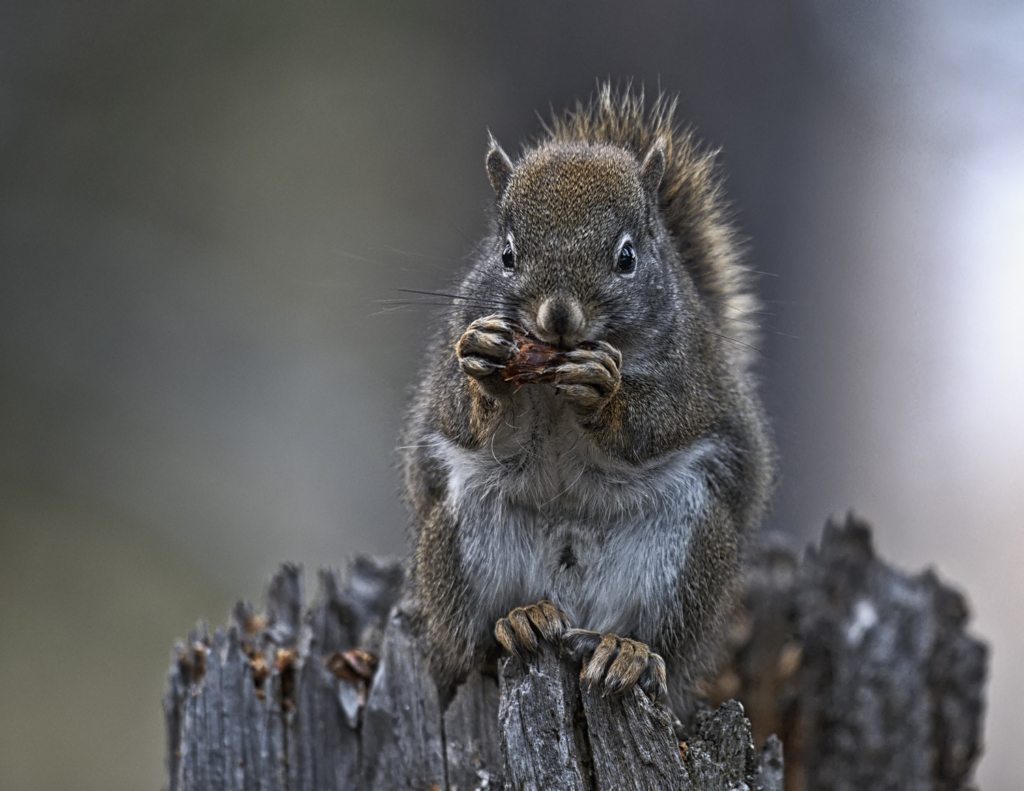 Nature Calls for 2018 - The Trail Posse