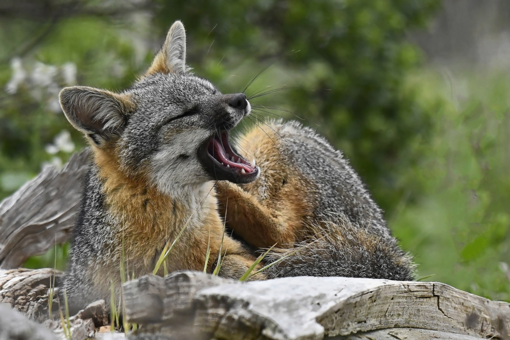 2019 Nature Calls - The Trail Posse