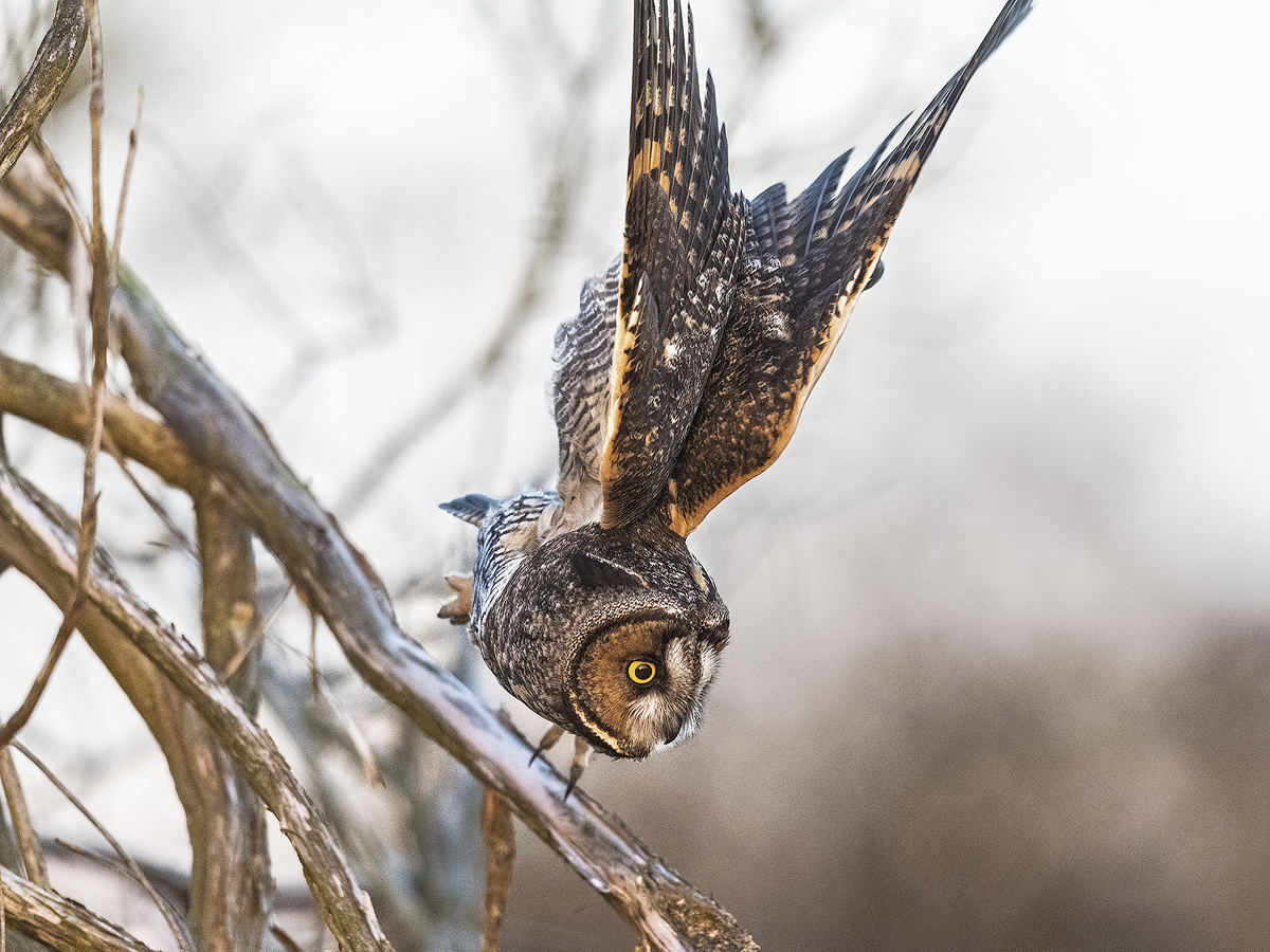 The Long and Short of Owls - The Trail Posse