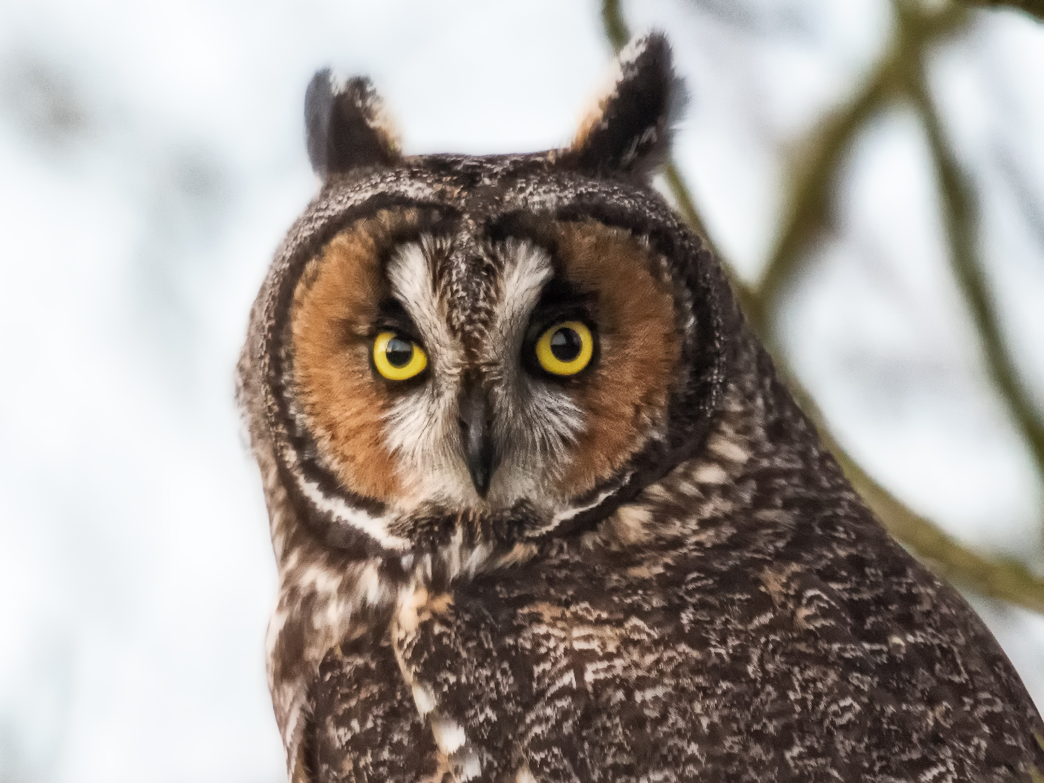 Cuckoo Over Owls - The Trail Posse