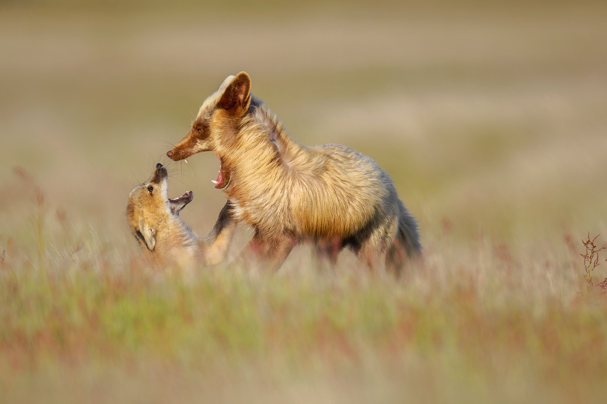 San Juan Island's 'Fox War' - The Trail Posse