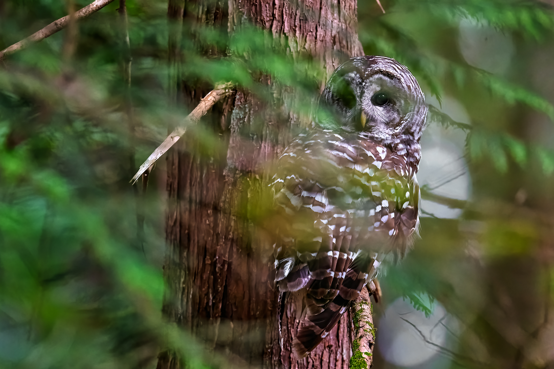 Barred Owls of Seward Park - The Trail Posse